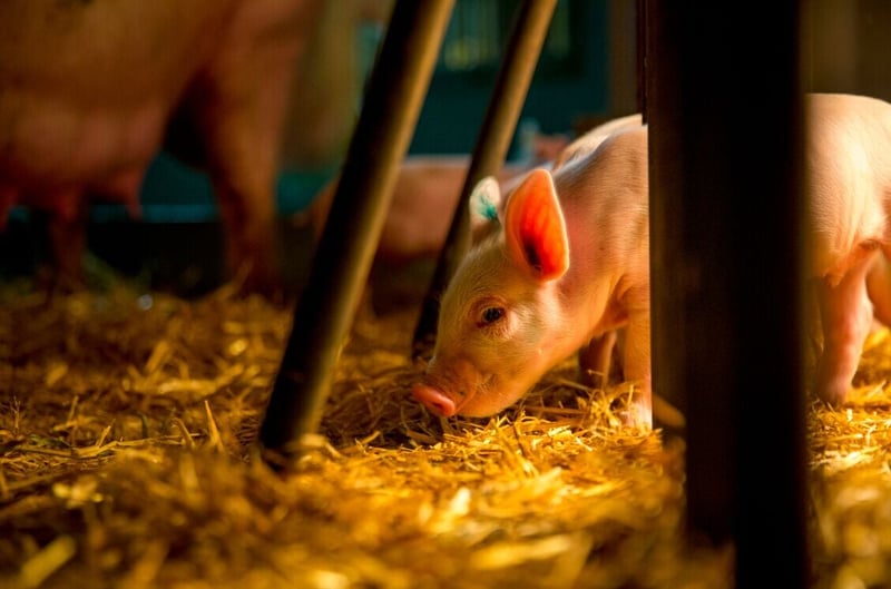 首届 “农场动物福利促进奖”评选结果揭晓